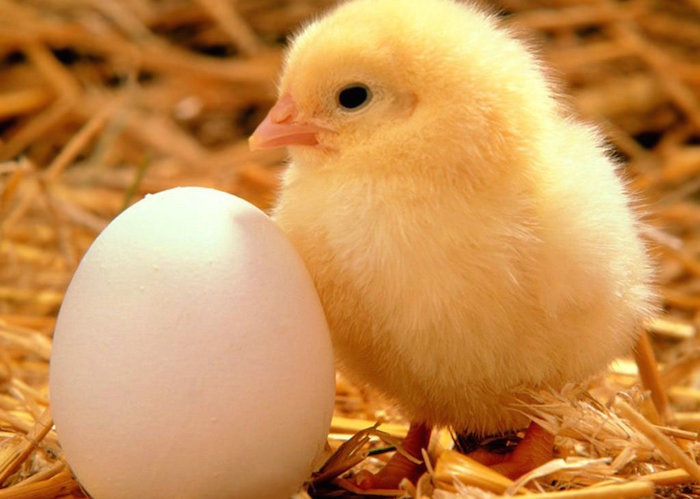 ¿Probador de toboganes o sexadores de pollos?: los 12 trabajos más ... ¿Probador de toboganes o sexadores de pollos?: los 12 trabajos más ...